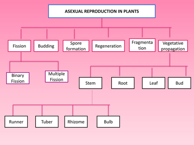 Asexual reproduction in plants | PPTX