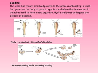 Asexual reproduction in plants | PPTX