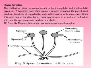 Asexual reproduction in plants | PPTX