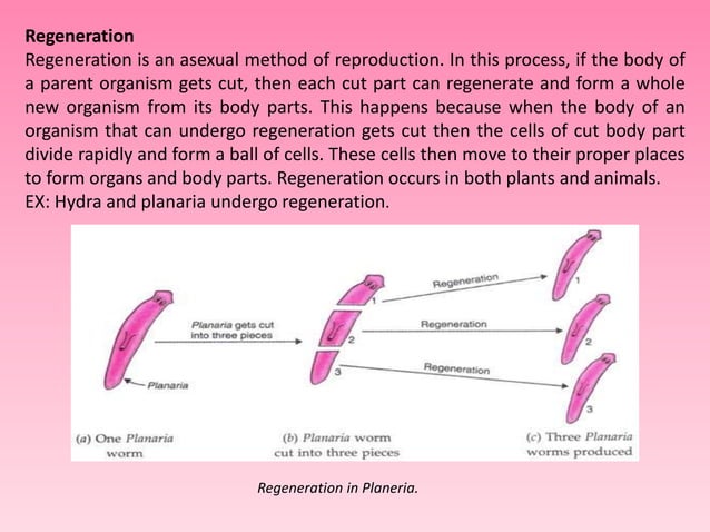 Asexual reproduction in plants | PPTX