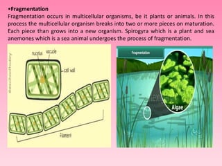 Asexual reproduction in plants | PPTX
