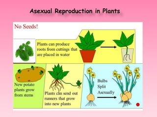 Asexual Reproduction In Plants Diagram