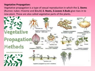 Asexual Reproduction In Plants Bulbs