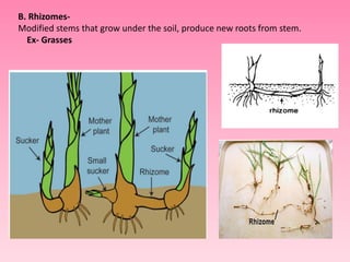 Asexual Reproduction In Plants Diagram