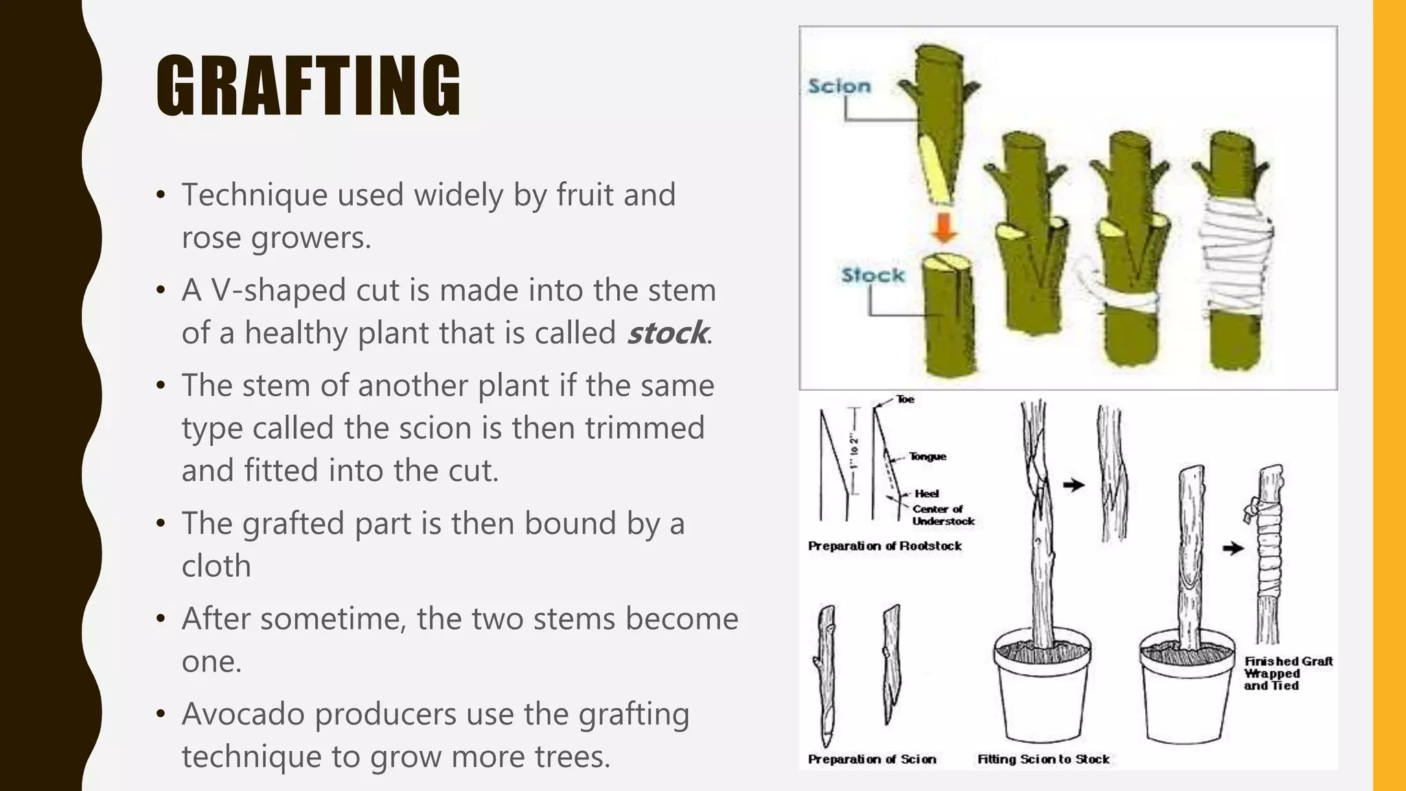 Asexual reproduction in plants | PPT