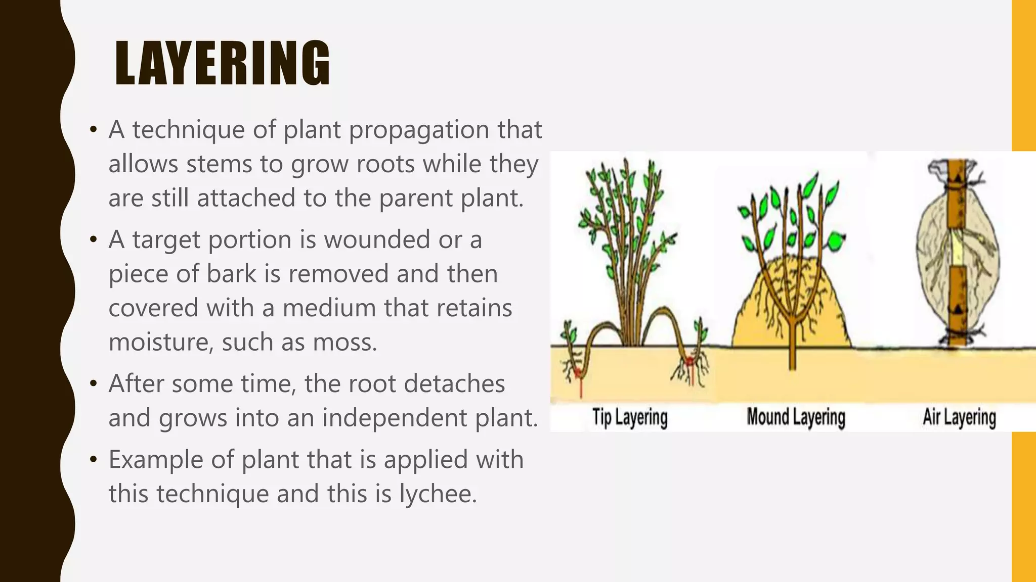 Asexual reproduction in plants | PPT