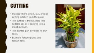 Asexual reproduction in plants | PPT
