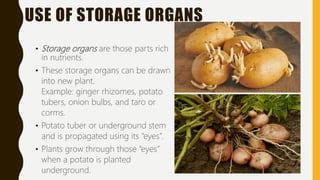 Asexual reproduction in plants | PPT