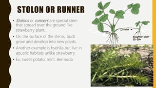 Asexual reproduction in plants | PPT