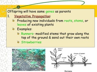 asexualreproductioninffffffffffplants.ppt