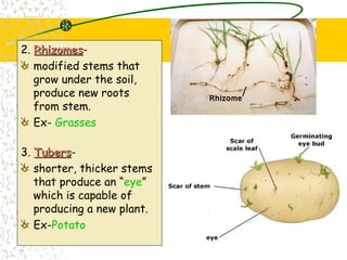 asexualreproductioninffffffffffplants.ppt
