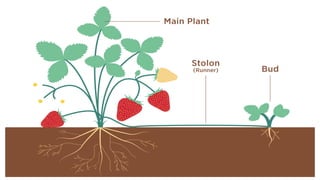 Asexual Reproduction in Plants for primary level.pptx