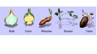 Asexual Reproduction in Plants for primary level.pptx