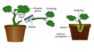 Asexual Reproduction in Plants for primary level.pptx
