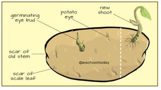 Asexual Reproduction in Plants for primary level.pptx
