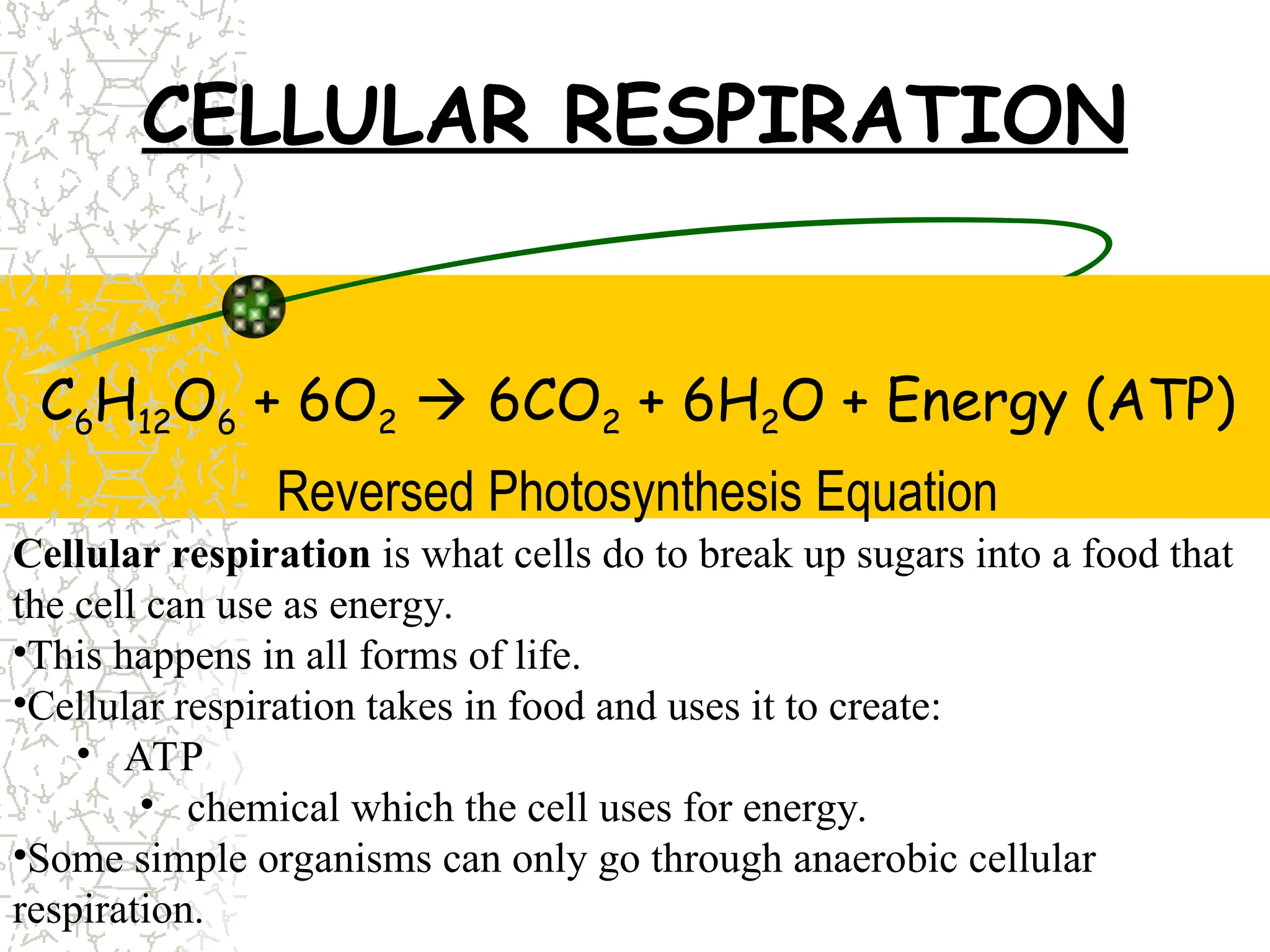 Aaaaaaaaaaaasexualreproductioninplants Ppt