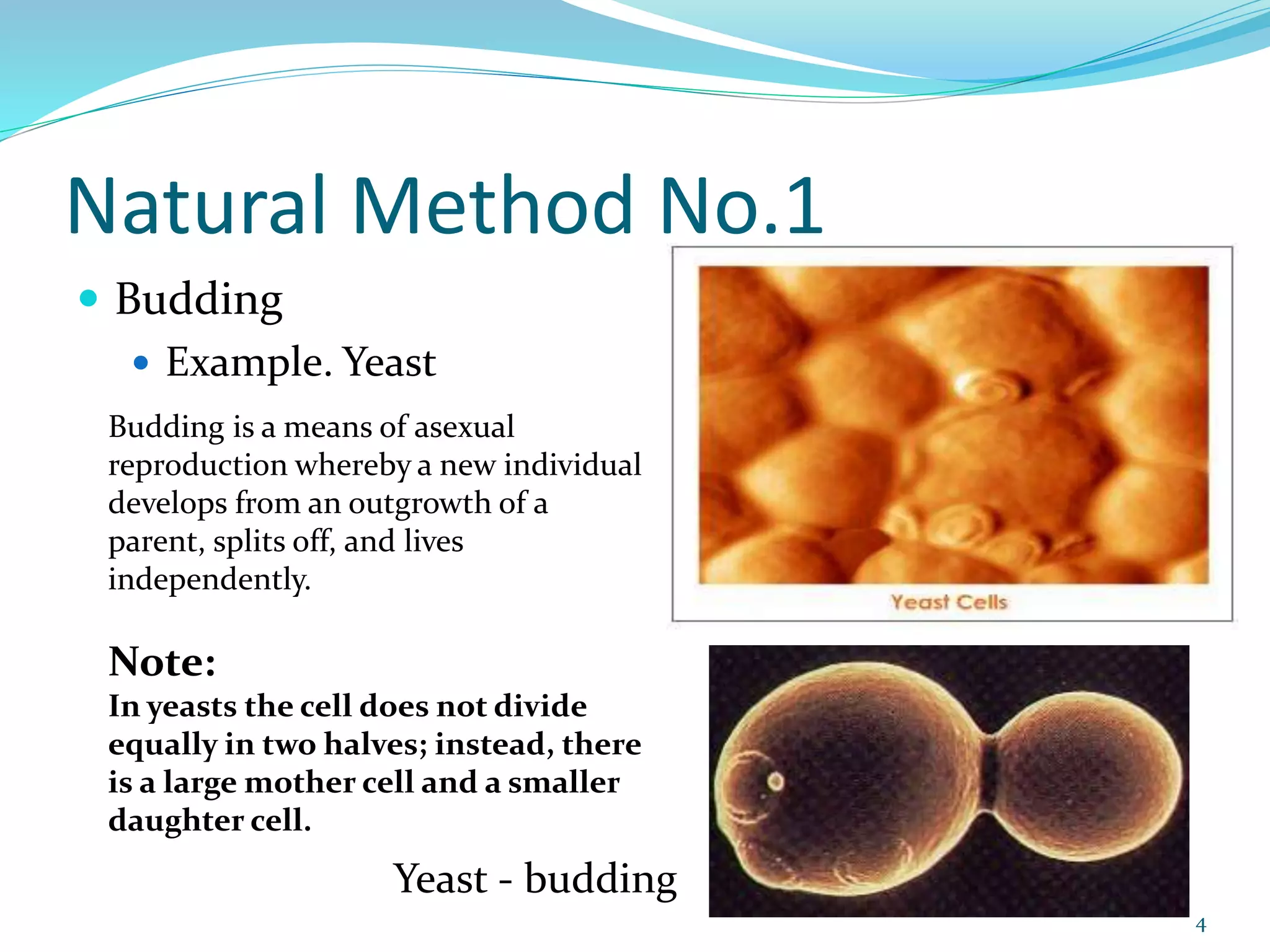 Asexual Reproduction in Plants (Quick Rivew) | PPTX