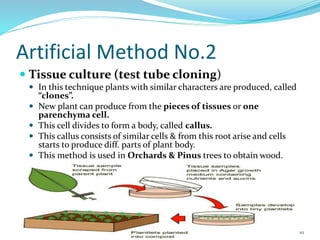 Asexual Reproduction in Plants (Quick Rivew) | PPTX | Infertility ...