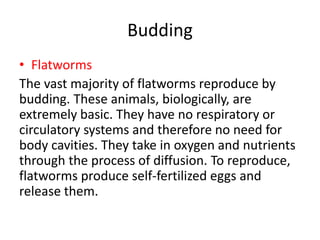 Flatworms Budding