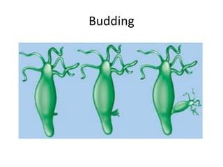Budding Asexual Reproduction
