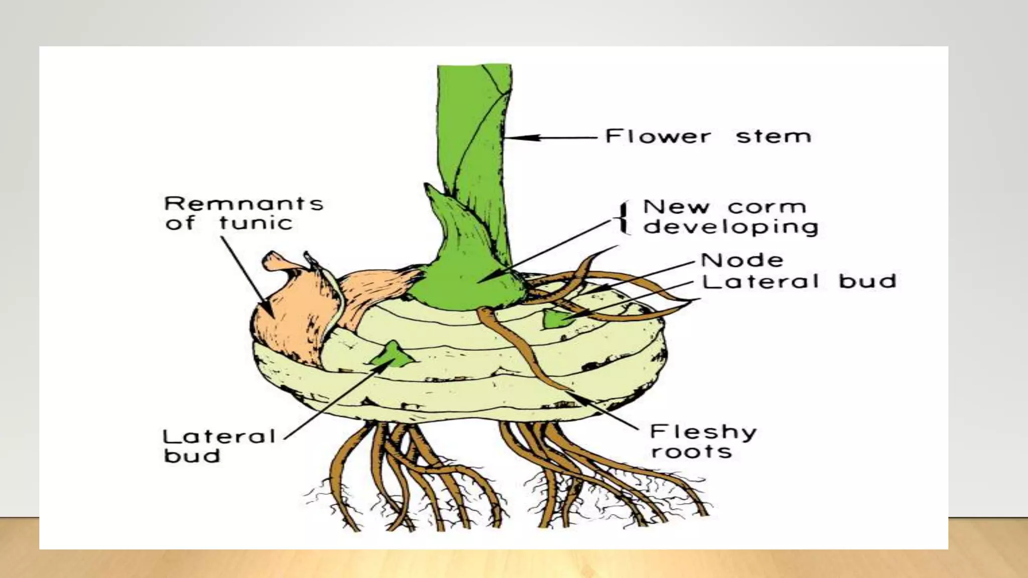 Asexual Reproduction Of Plants Pptx 2665