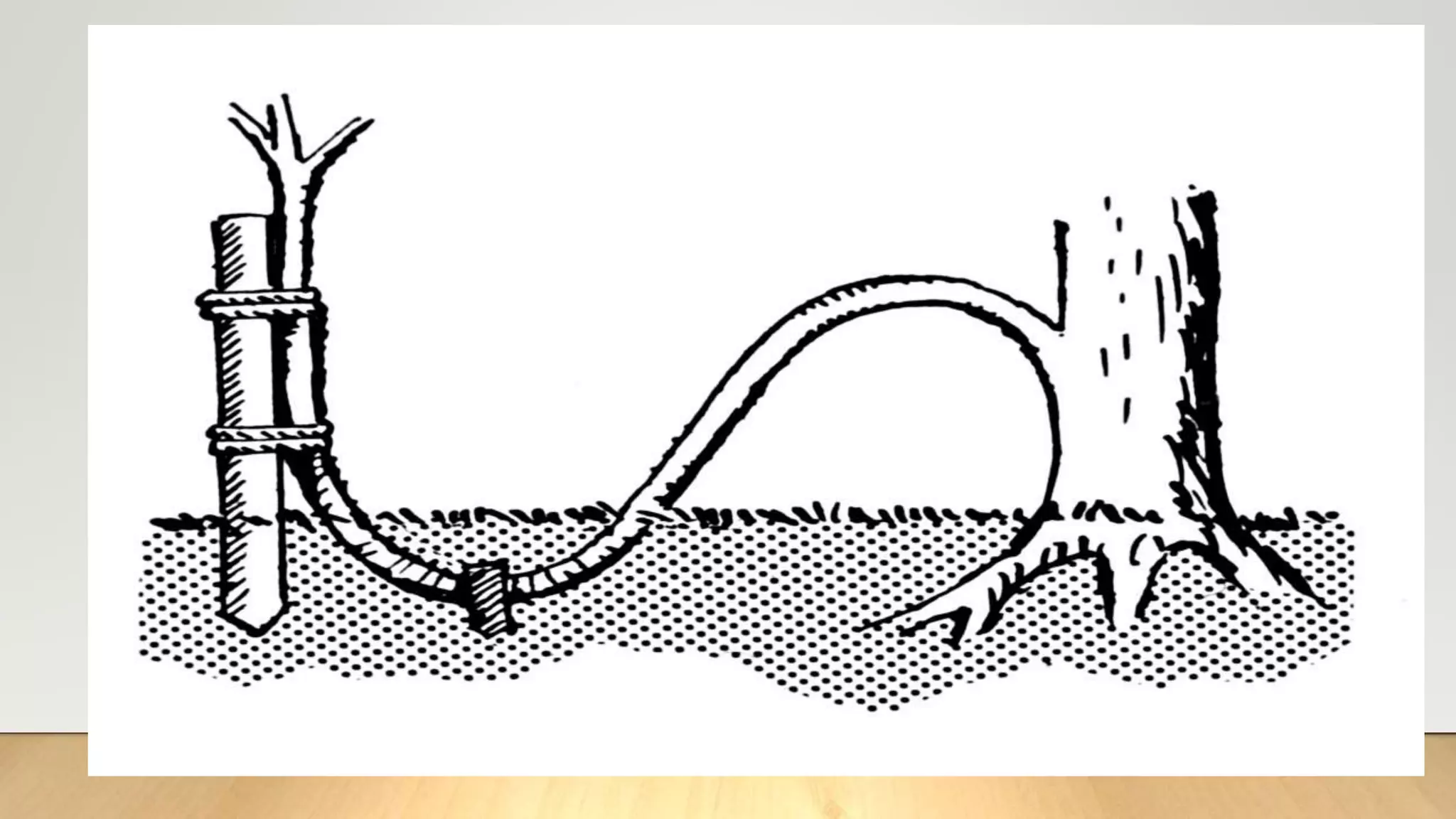 Asexual Reproduction Of Plants Pptx