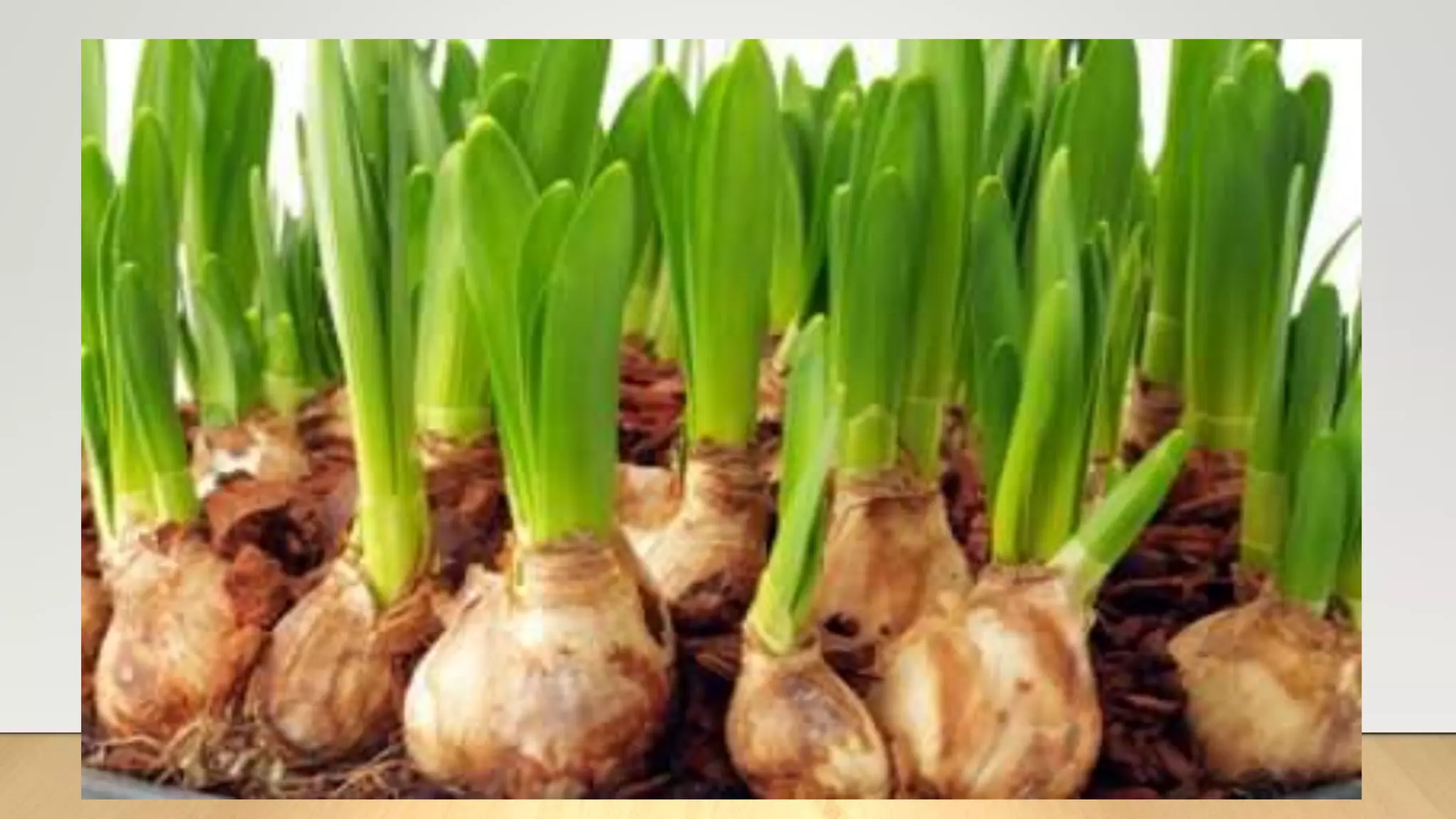 Asexual Reproduction Of Plants Pptx