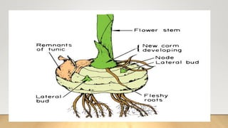 Asexual reproduction of plants | PPTX