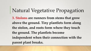 Asexual reproduction of plants | PPTX
