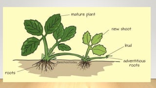 Asexual reproduction of plants | PPTX
