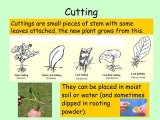Asexual Reproduction plants standard grade biolgy.ppt