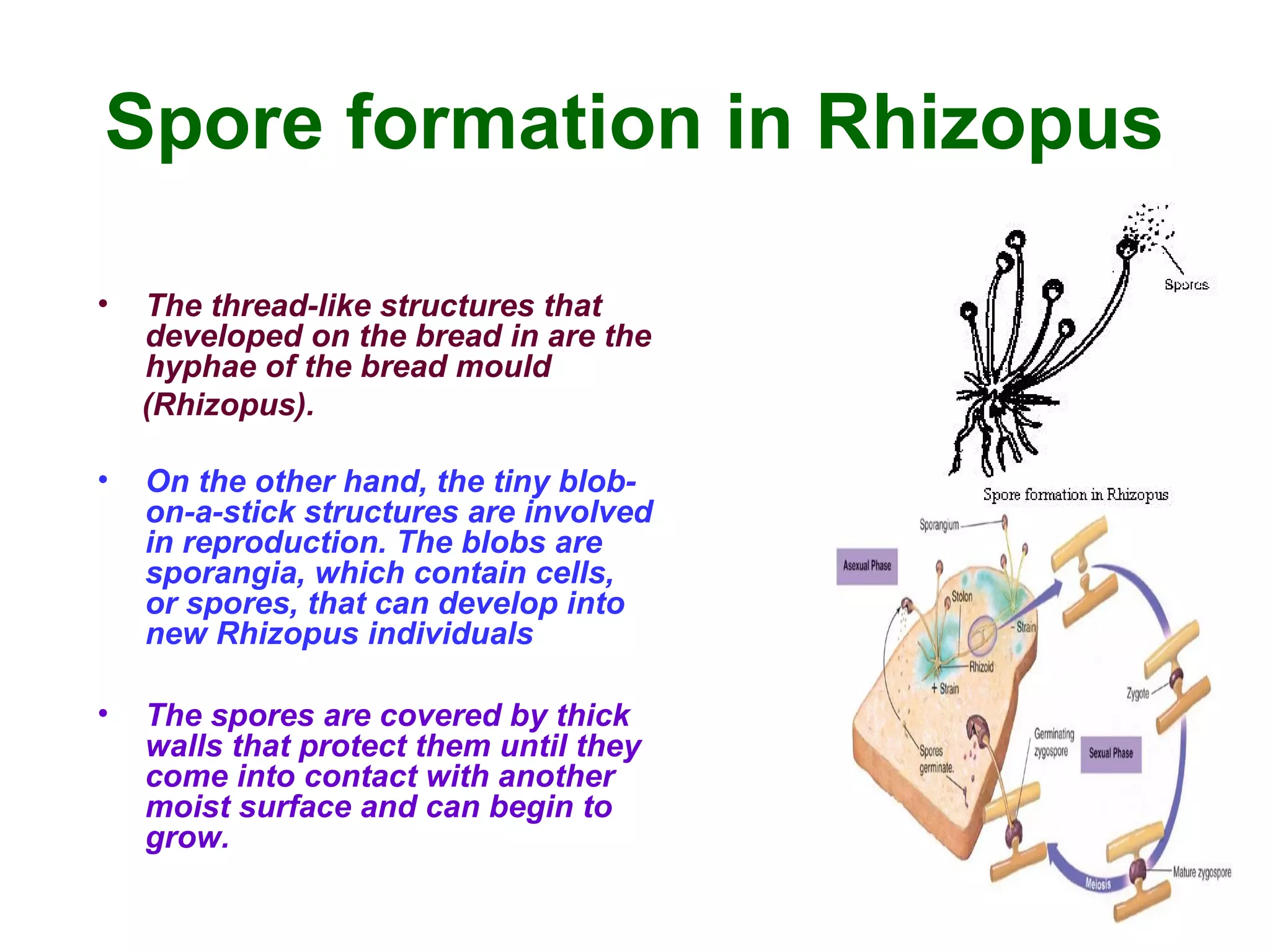 Asexual reproduction ppt | PPT