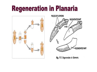 Asexual reproduction ppt | PPT