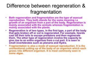 Asexual reproduction ppt | PPT