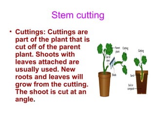 Asexual reproduction ppt | PPT