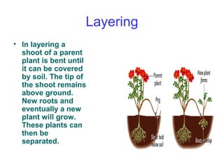 Asexual reproduction ppt | PPT