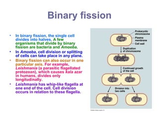 Asexual reproduction ppt | PPT