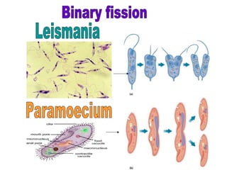 Asexual reproduction ppt | PPT