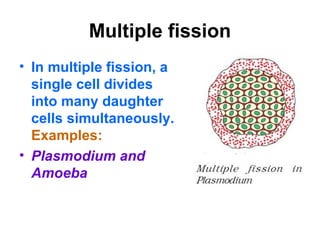 Multiple Fission In Bacteria