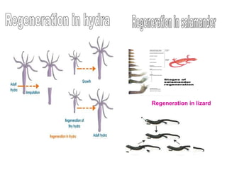 Regeneration Asexual Reproduction