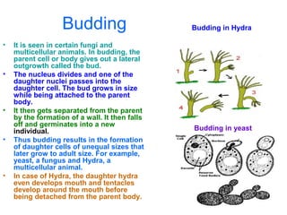 Budding Asexual Reproduction In Plants