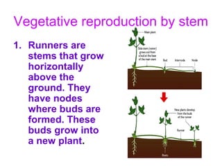 Runner Asexual Reproduction