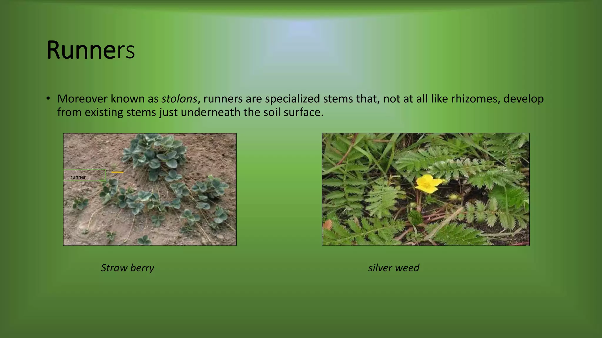 asexual reproduction ppt.pptx