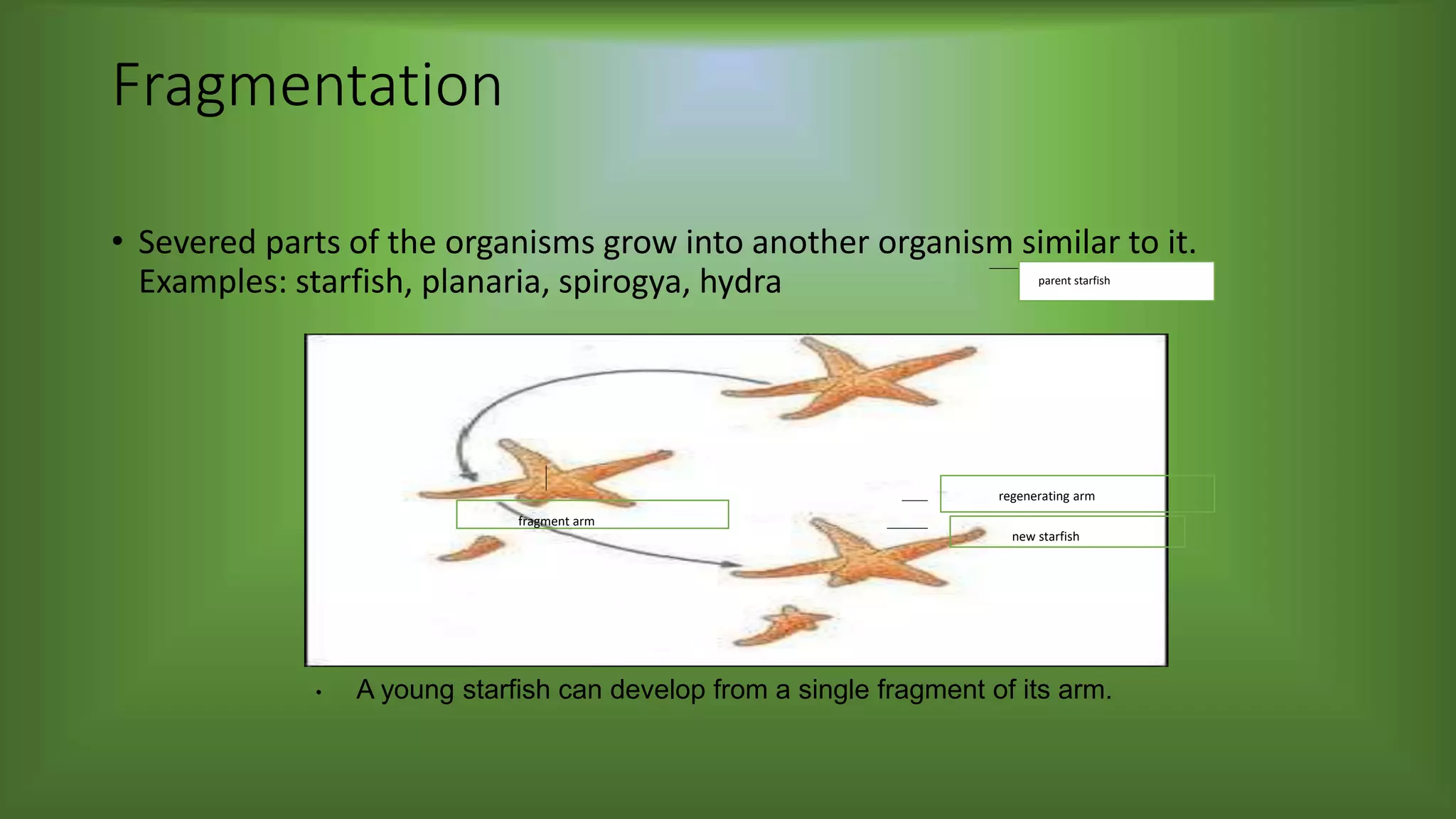 asexual reproduction ppt.pptx