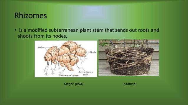 asexual reproduction ppt.pptx