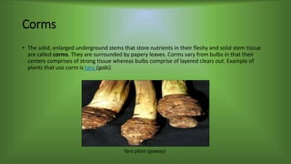 asexual reproduction ppt.pptx