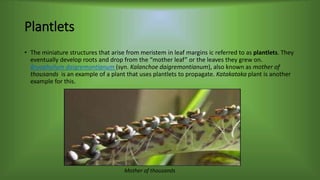 asexual reproduction ppt.pptx