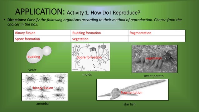 asexual reproduction ppt.pptx