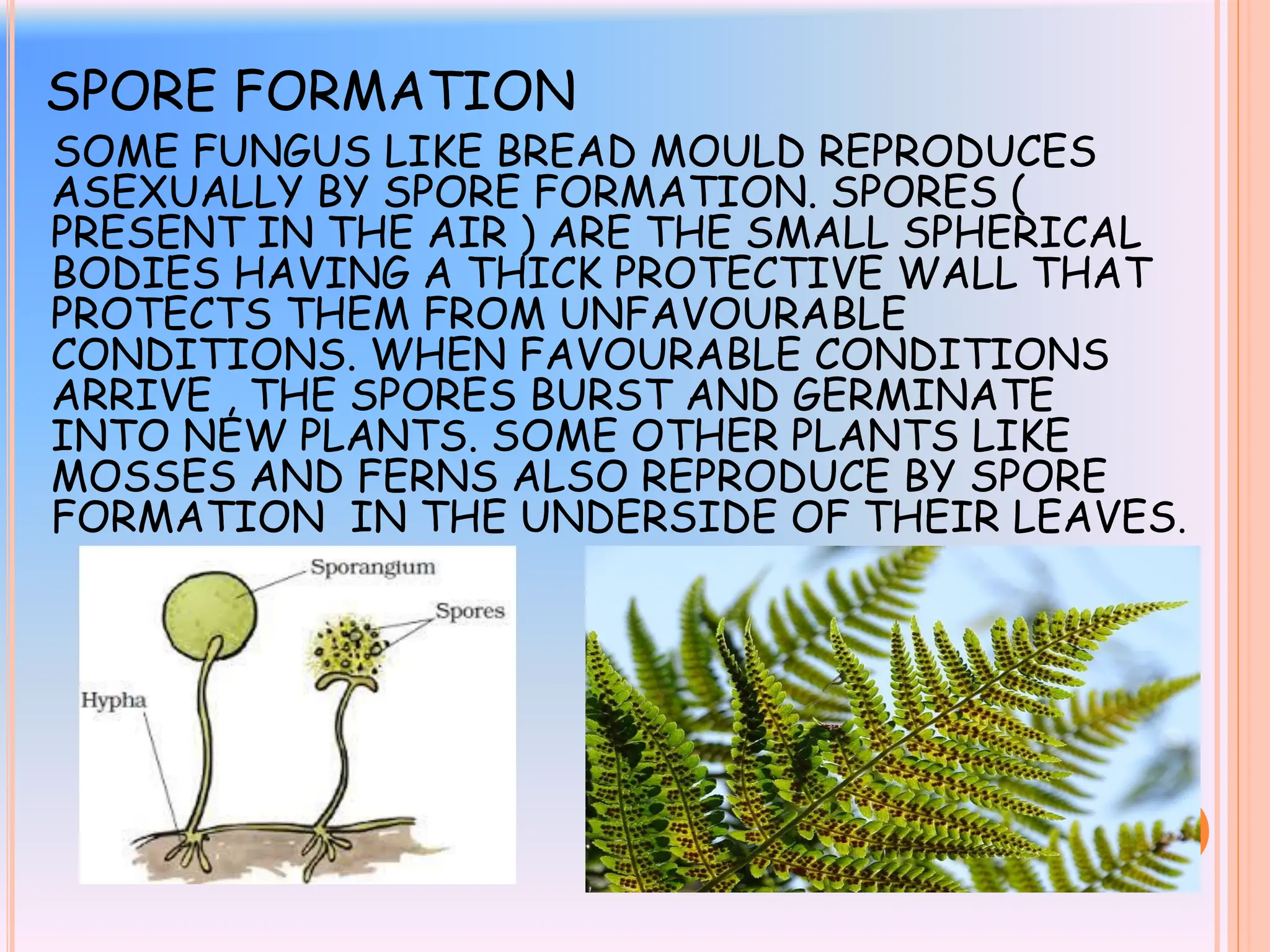 ASEXUAL REPRODUCTION PPT 1 for educational purposes | PPT