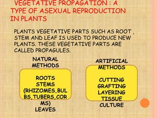 ASEXUAL REPRODUCTION PPT 1 for educational purposes | PPT